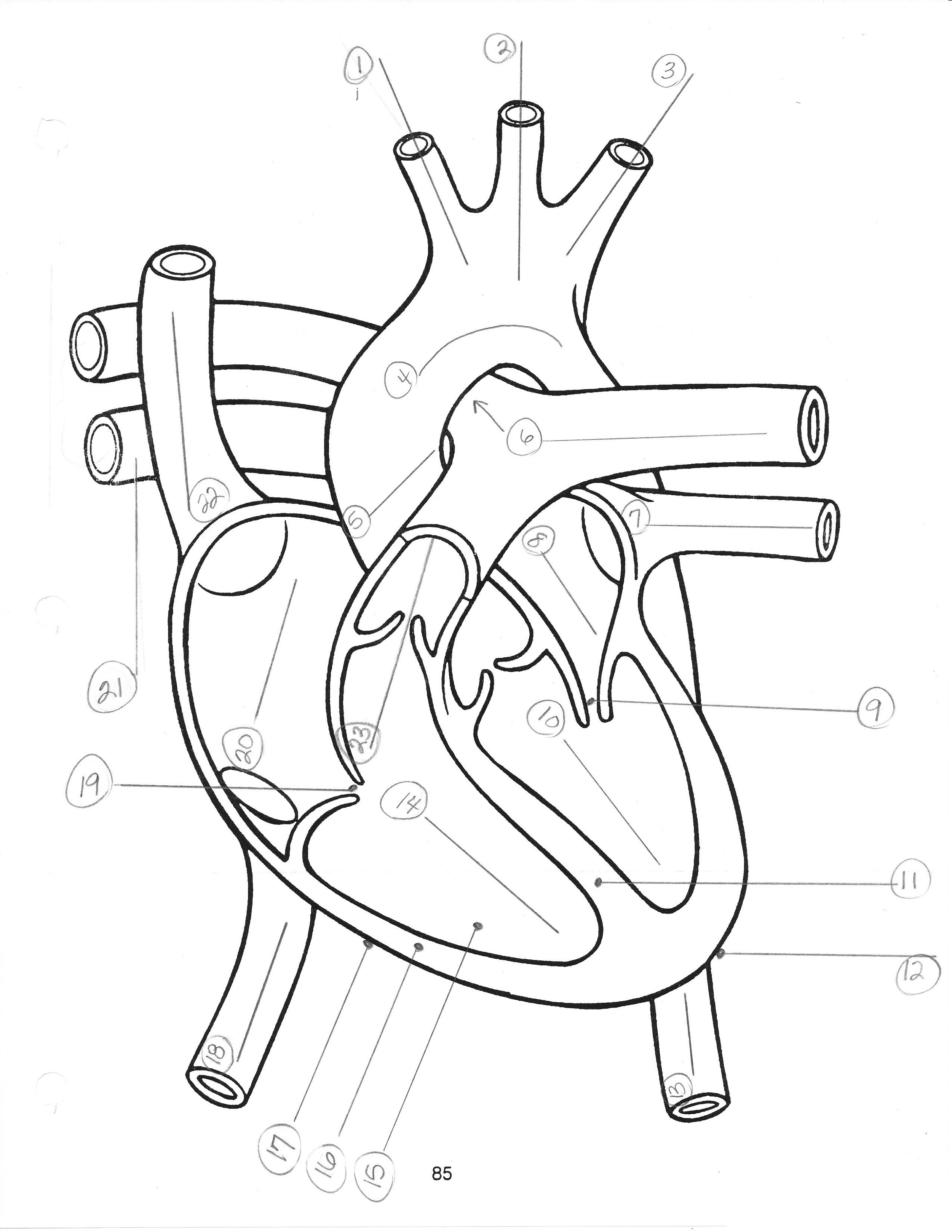Health Archives Tim s Printables Heart Diagram Printable Worksheet 