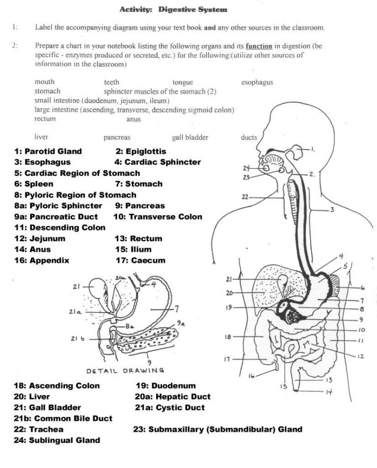 Human Anatomy Diagrams To Label | Human Anatomy Drawing | Digestive ...