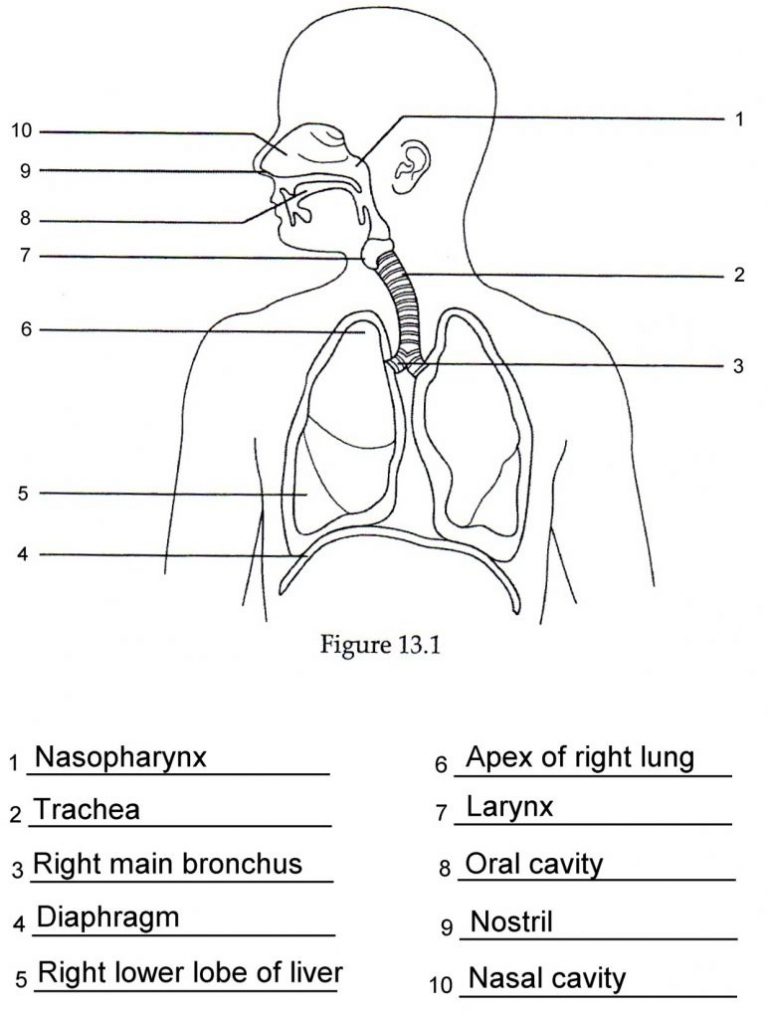 Human Anatomy Labeling Worksheets Respiratory Anatomy Labeling Quiz Human Anatomy Labeling Worksheets Respiratory Anatomy Labeling Quiz
