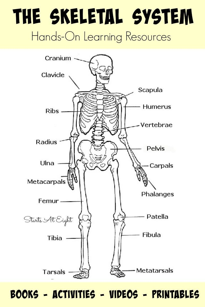 Printable Skeleton Labeling Worksheet Printable Word Searches