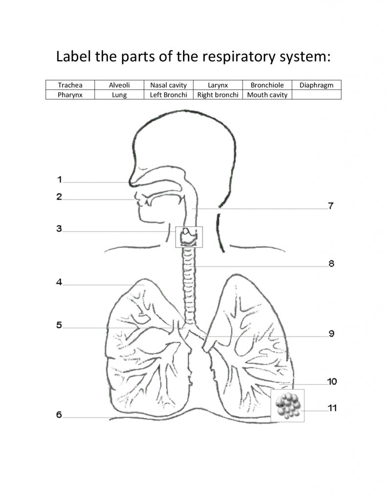 Printable Worksheets On The Lungs Printable Worksheets