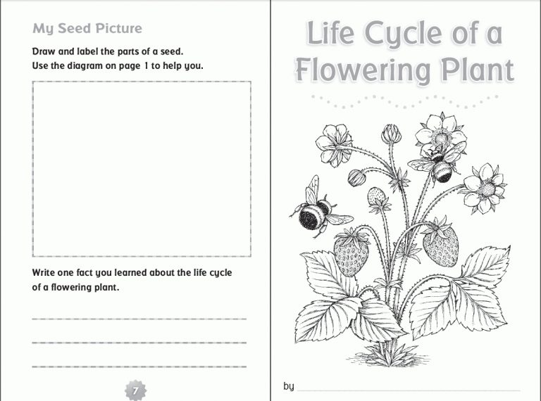 Life Cycle Of A Plant Coloring Page - Coloring Home | Free Plant Life ...