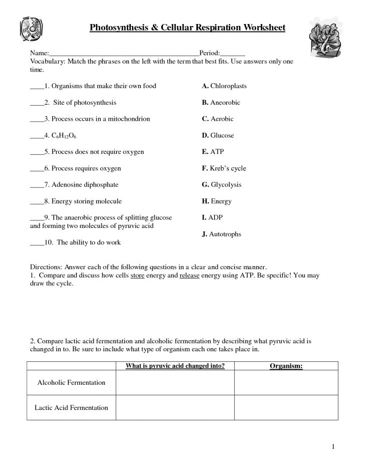 Photosynthesis And Cellular Respiration Worksheet | Michael | Free ...