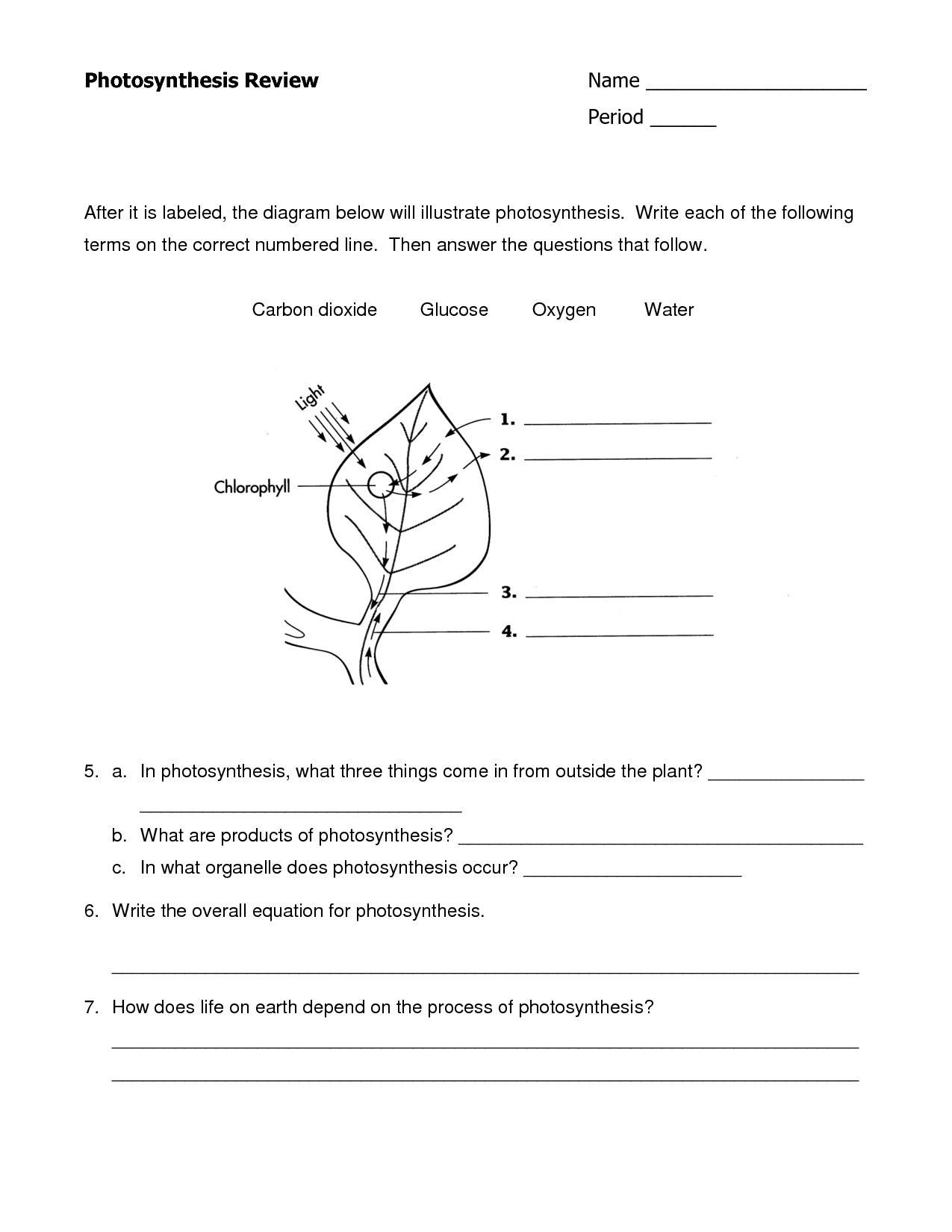 Quiz Worksheet Photosynthesis In Plants Study Free Printable