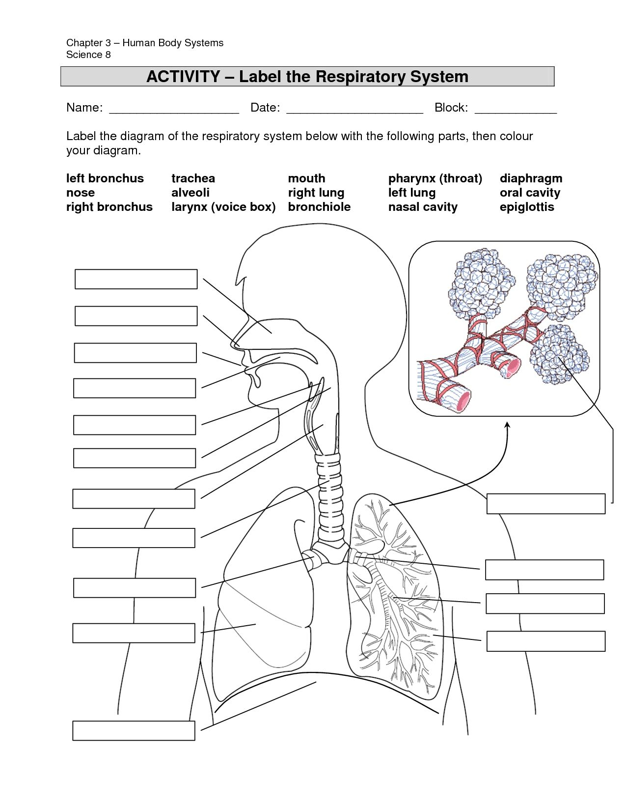 Labeled Diagram Of The Respiratory System For Kids Respiratory 