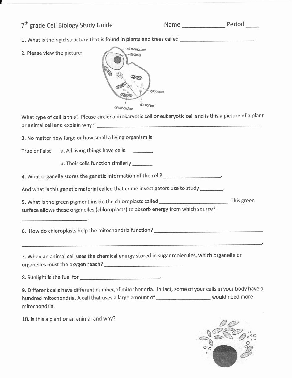 5th Grade Science Worksheet