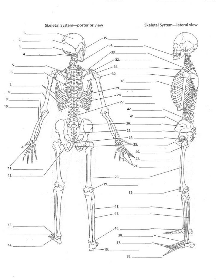 Unlabeled Diagram Of The Human Skeleton . Unlabeled Diagram Of The ...